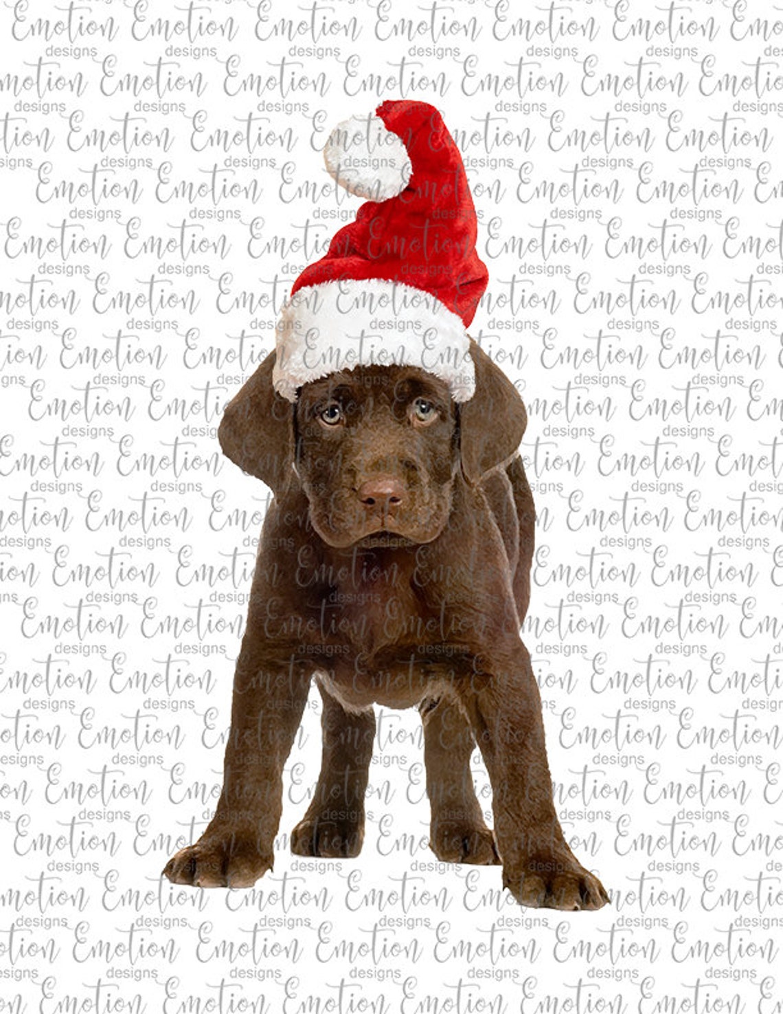 Chocolate Lab Santa Hat Clipart, Instant Download, Sublimation Graphics ...