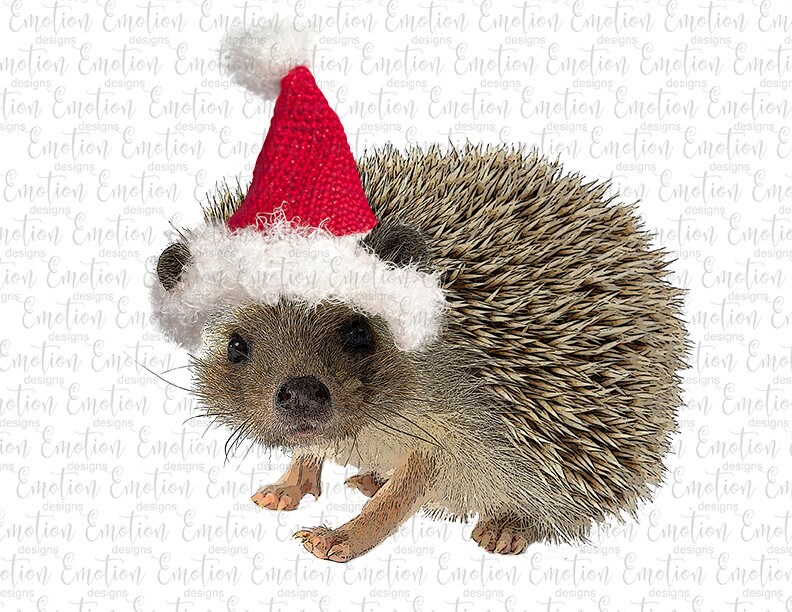 Hedgehog Santa Clipart Instant Download Sublimation - Etsy