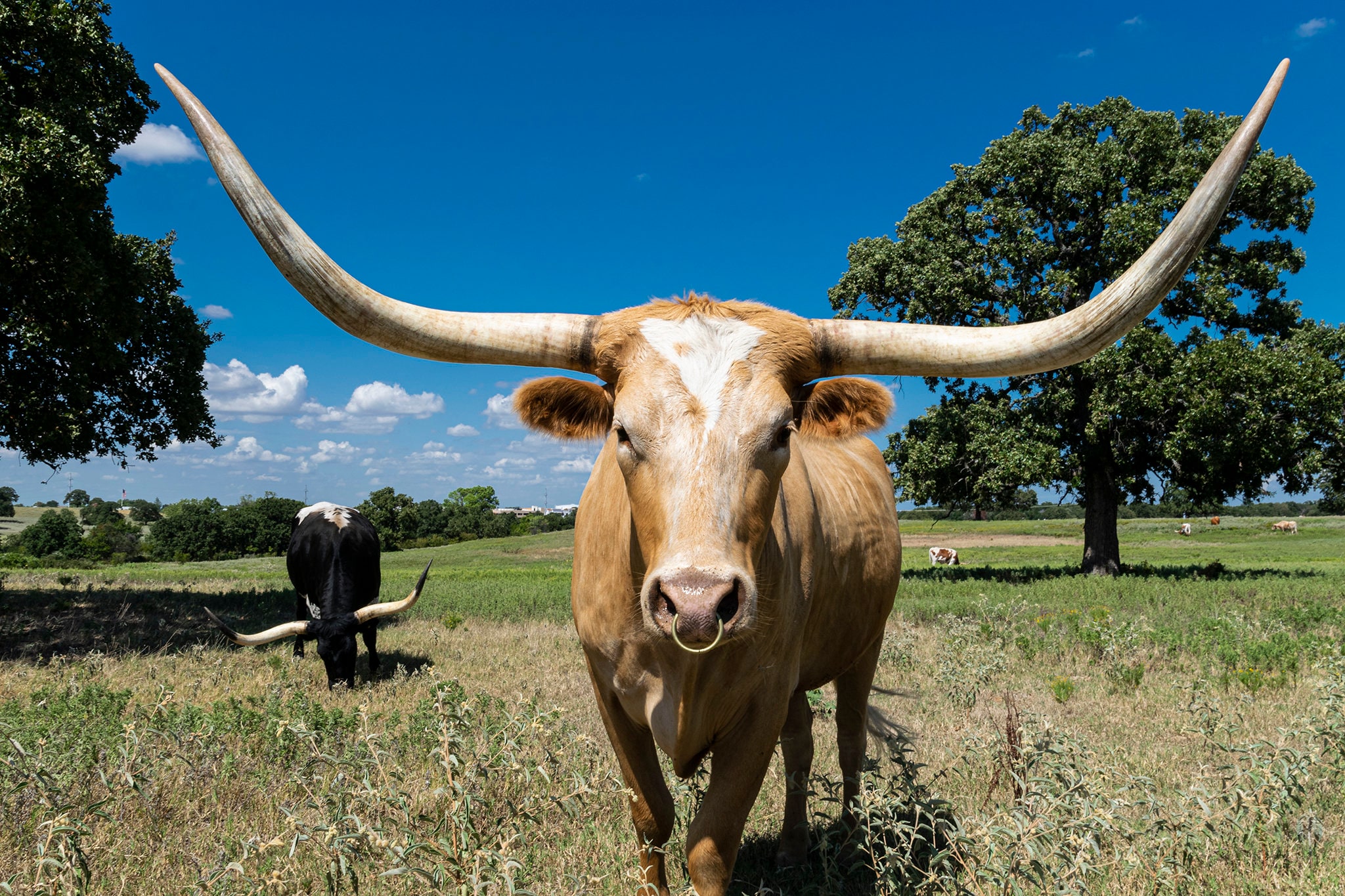 Closeup Portrait of a Tan and White Longhorn Bull. Photographic Print ...