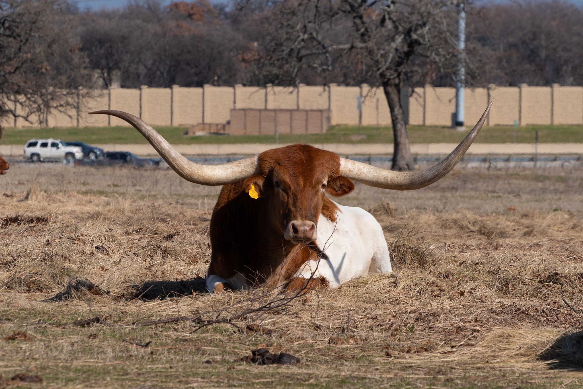 Orange and White Longhorn Cow Resting on Hay Covered Ground ...