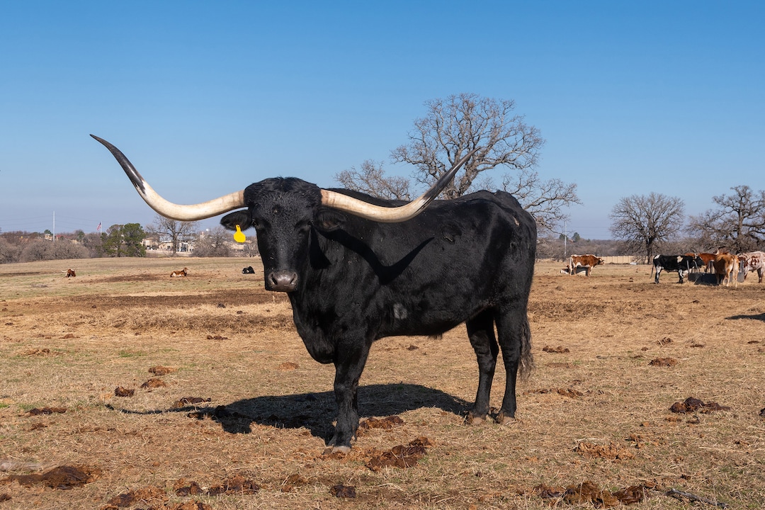 Large Black Longhorn Bull With Long, Black-tipped Horns. Photographic ...