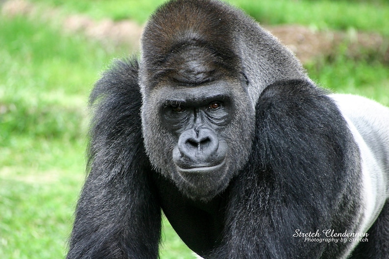 Intimidating Stare From Smirking Gorilla. Photographic Print Ready to ...