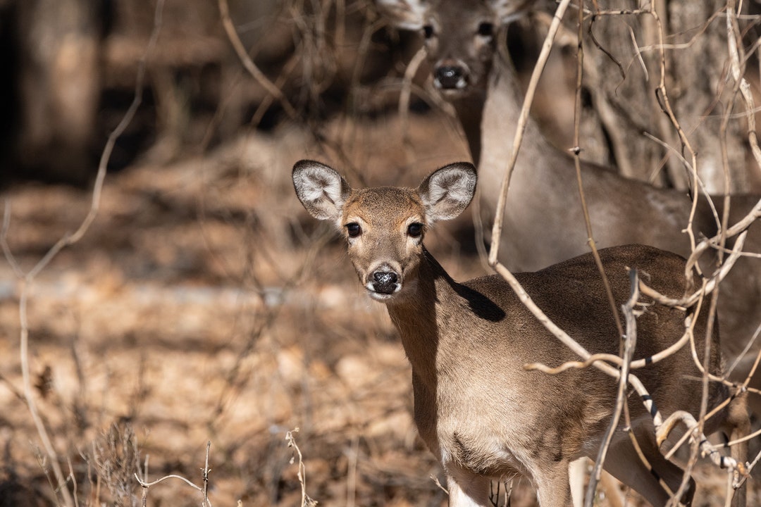 Young White-tailed Deer Peering Out From Behind Some Vines in the Woods ...