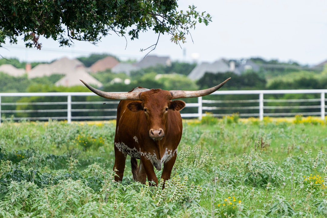 A Brown and White Longhorn Bull Standing Under a Tree in Front of a ...