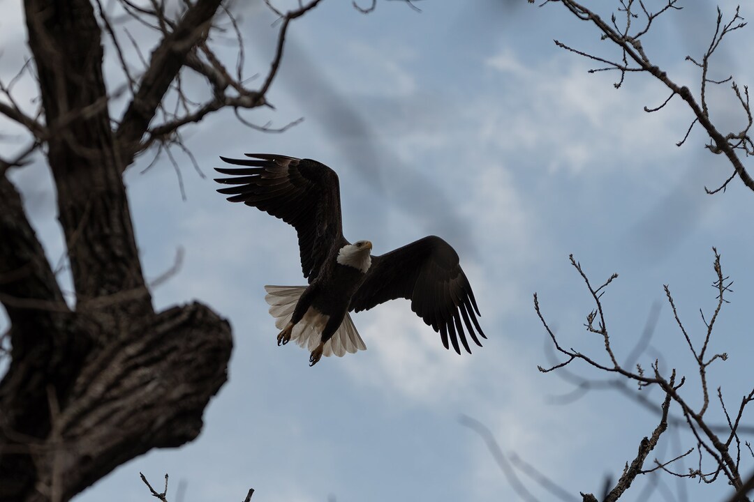 Bald Eagle Flapping Its Wings as It Take Flight From a Tree ...