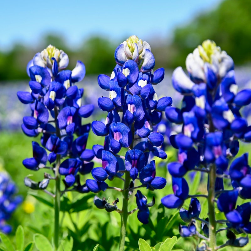 Closeup of Blue Garden Flowers - Etsy