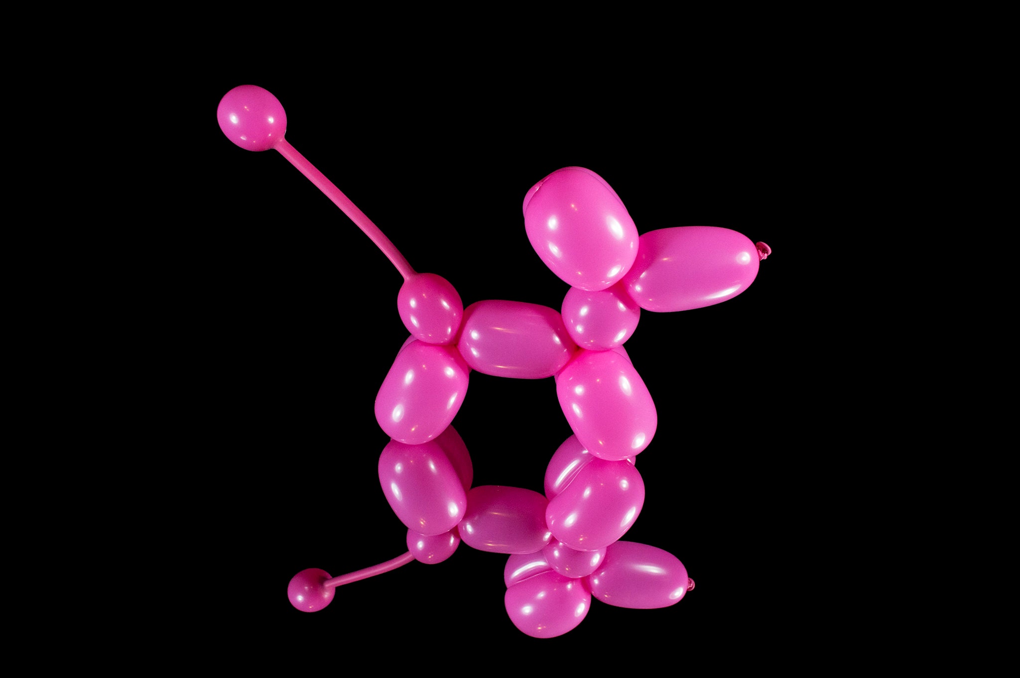 Pink Balloon Animal Poodle Dog on Black Mirror Reflection. Photographic ...