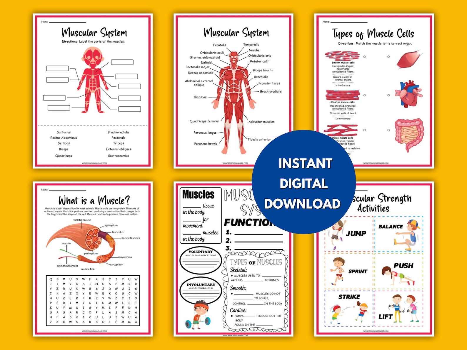 Muscular System Activity Set | Printable Anatomy Learning Activity With ...