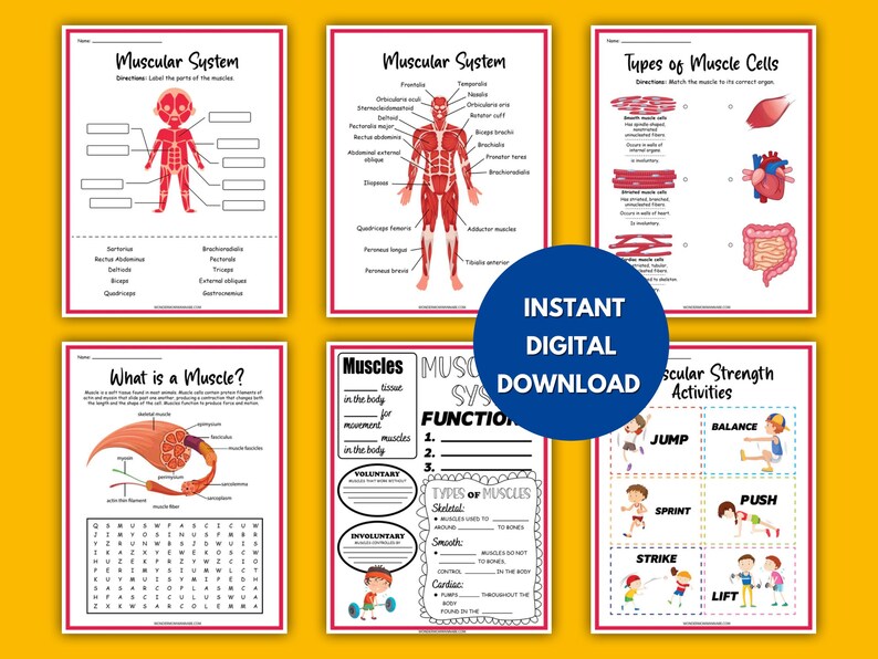 Muscular System Activity Set | Printable Anatomy Learning Activity With ...