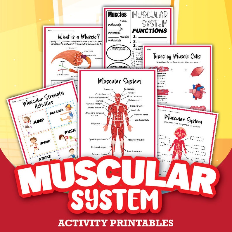 Muscular System Activity Set - Etsy