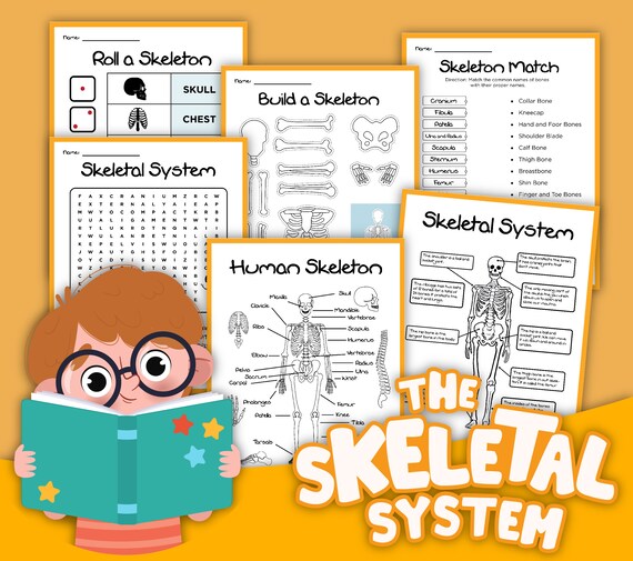 Skeletal System Activity Set | Etsy