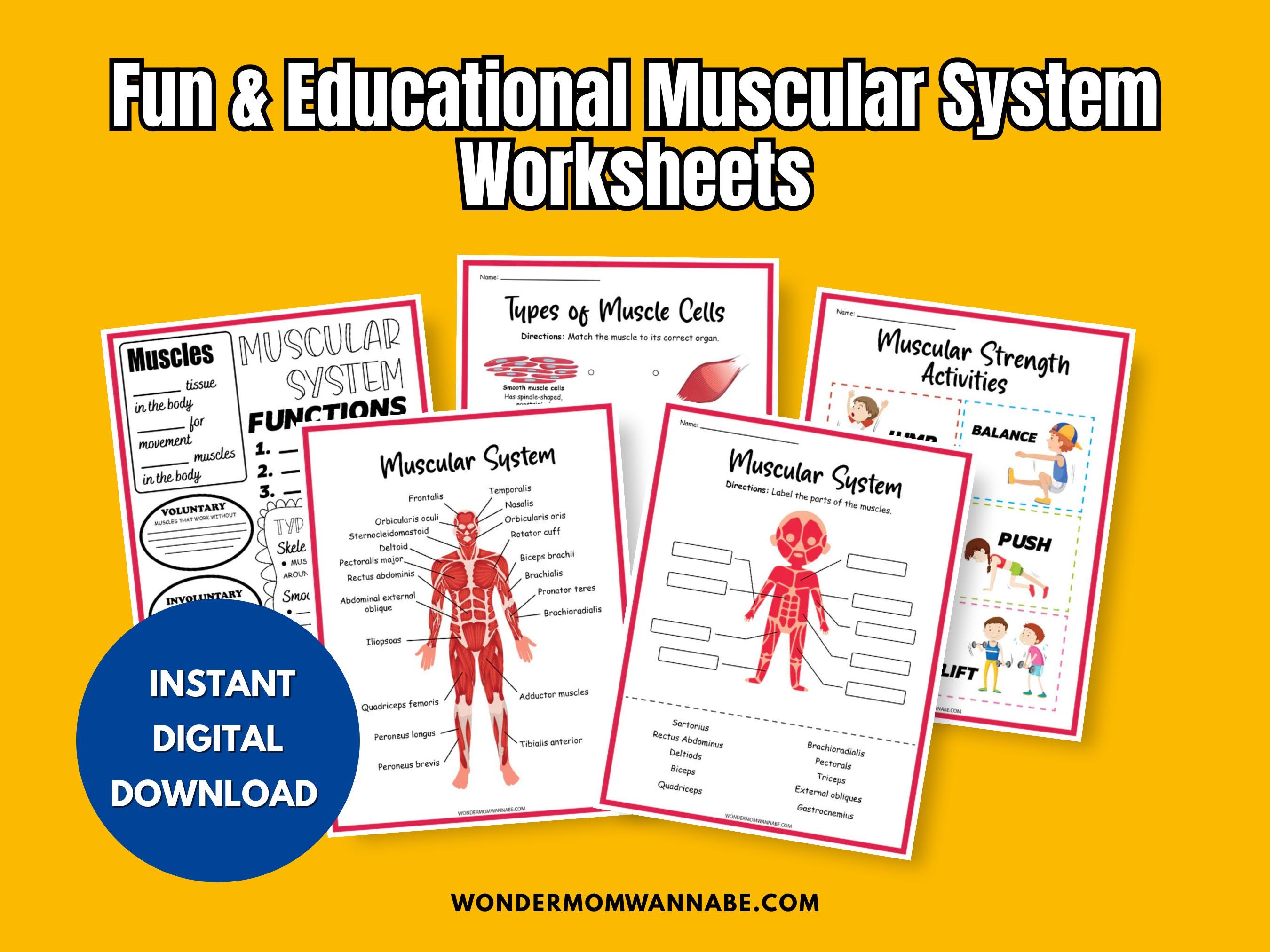 Muscular System Activity Set | Printable Anatomy Learning Activity With ...