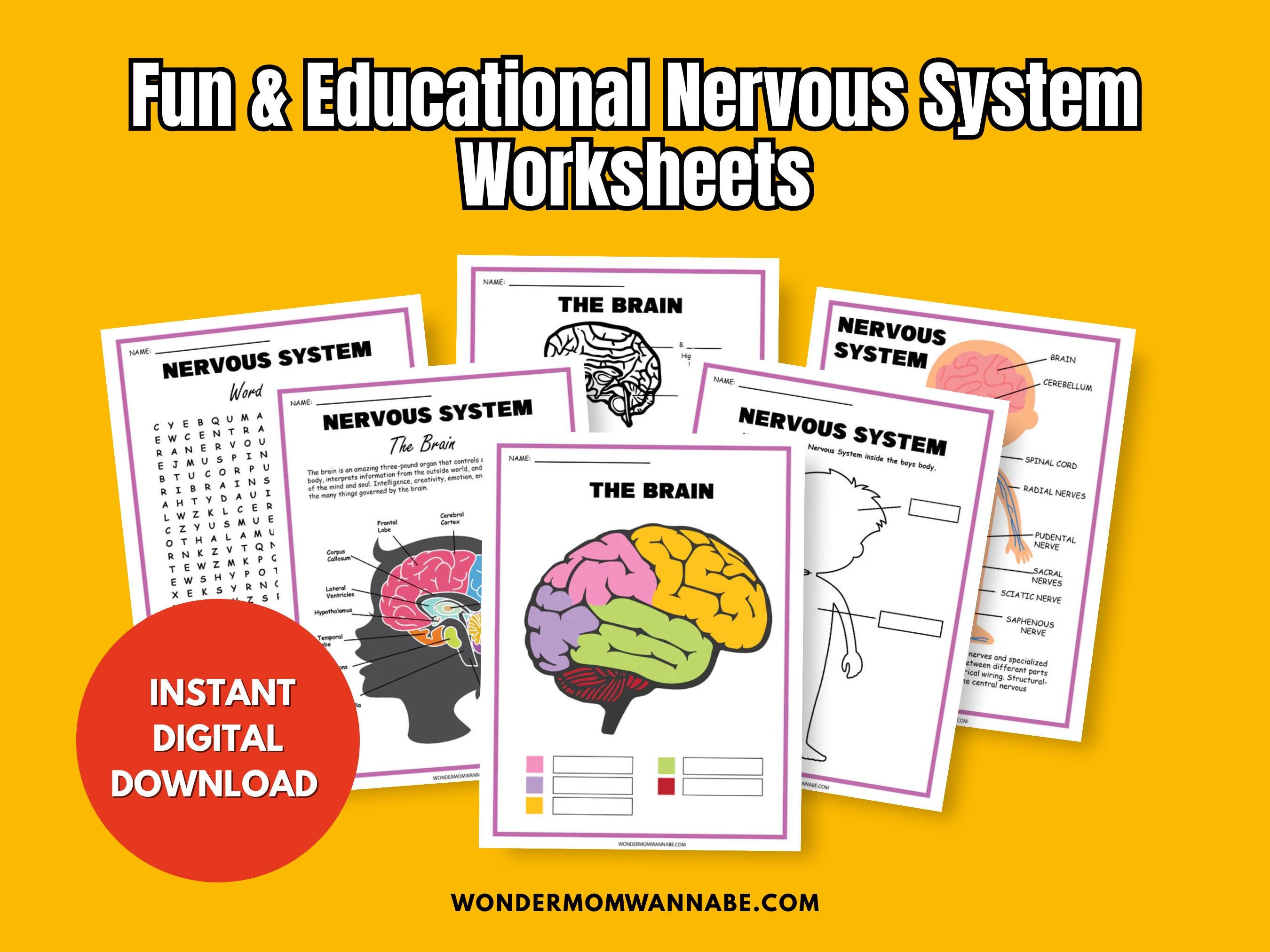 Nervous System Activity Set | Printable Worksheets for Kids | Brain ...
