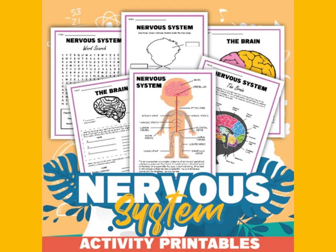 Nervous System Activity Set | Printable Worksheets for Kids | Brain ...