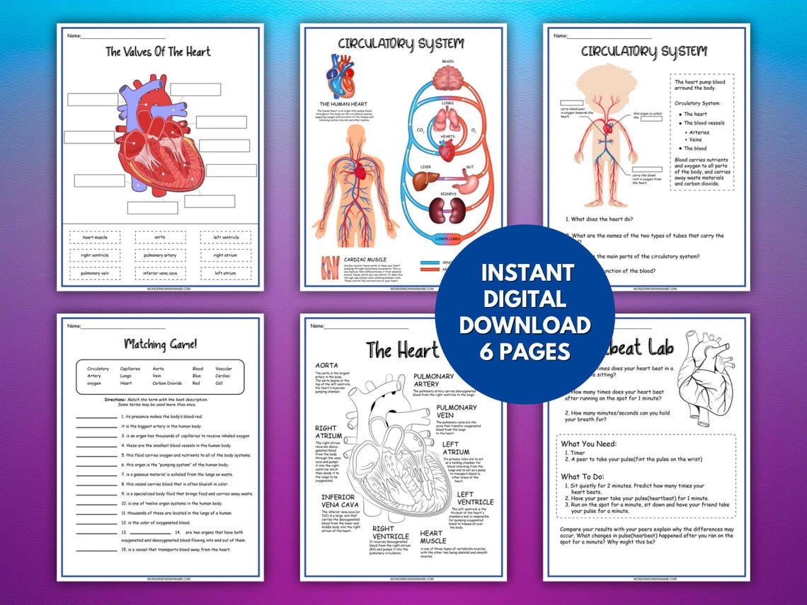 Kids Circulatory System Learning Kit: Printable Diagrams, Printable ...