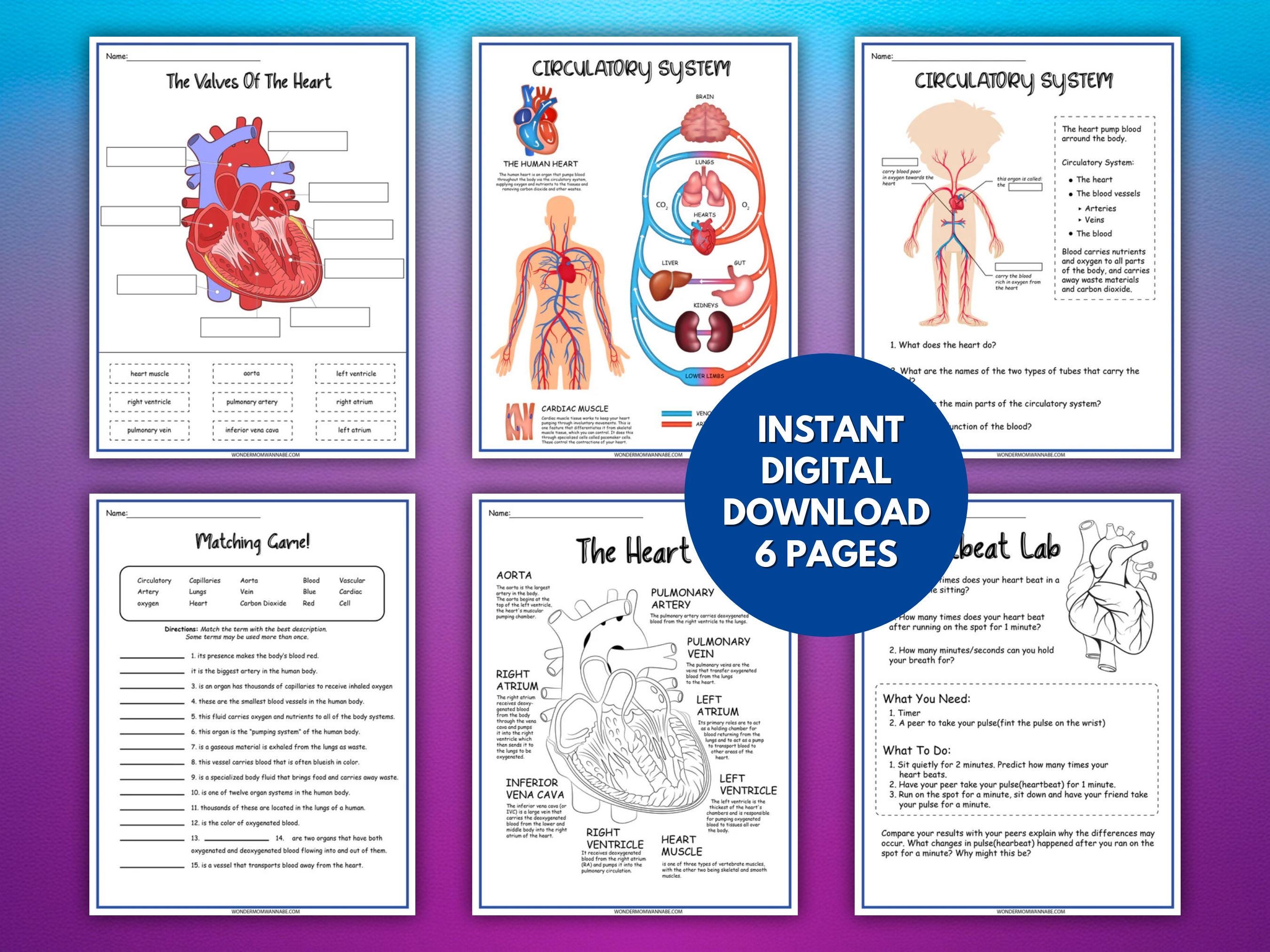 Kids Circulatory System Learning Kit: Printable Diagrams, Printable ...