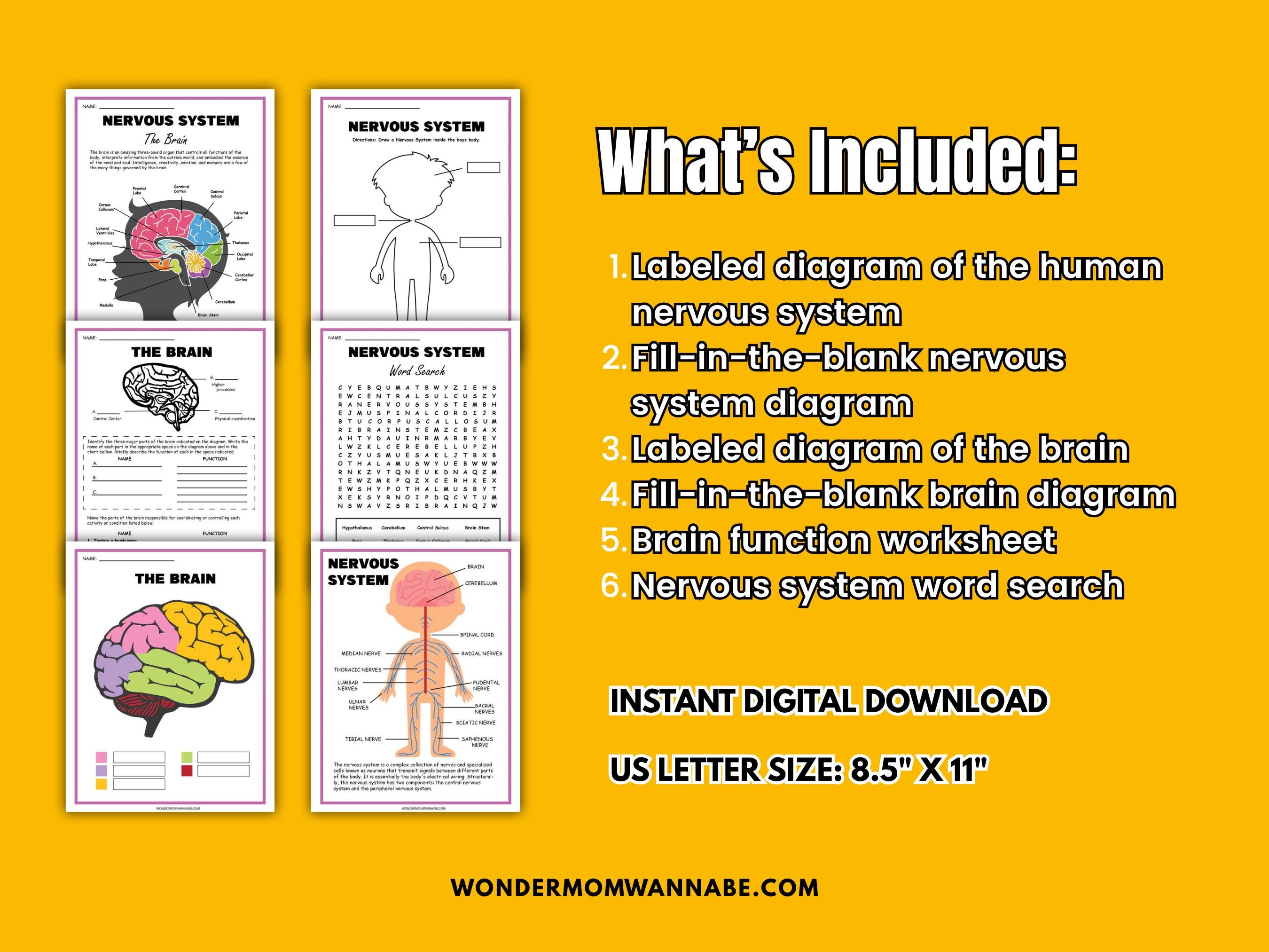 Nervous System Activity Set | Printable Worksheets for Kids | Brain ...
