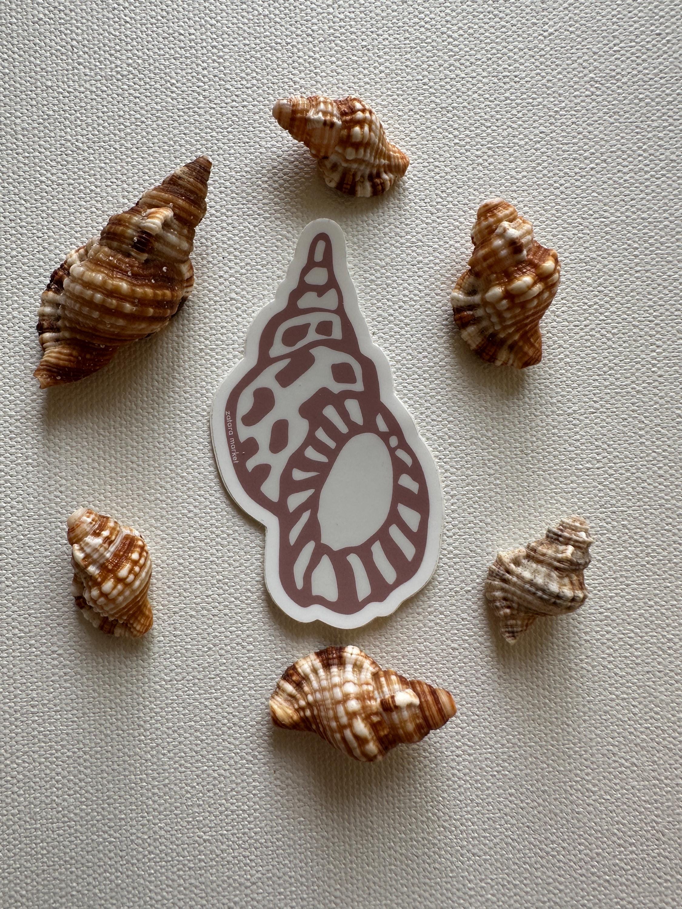 Hawaiian Shell Stickers- Hebrew, Sunrise Shell, Triton, Seaglass ...