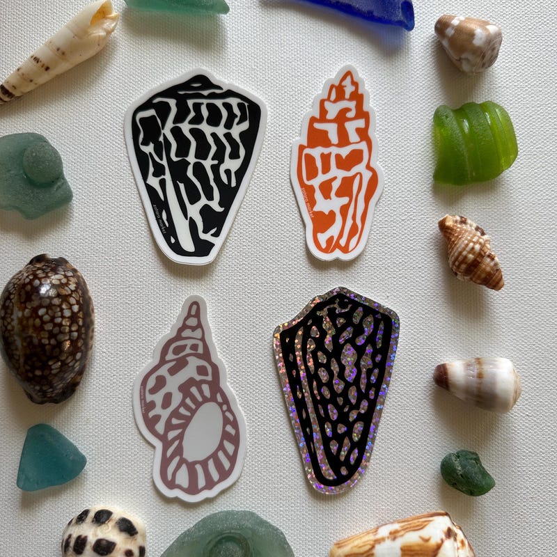 Sunrise Shell - Etsy