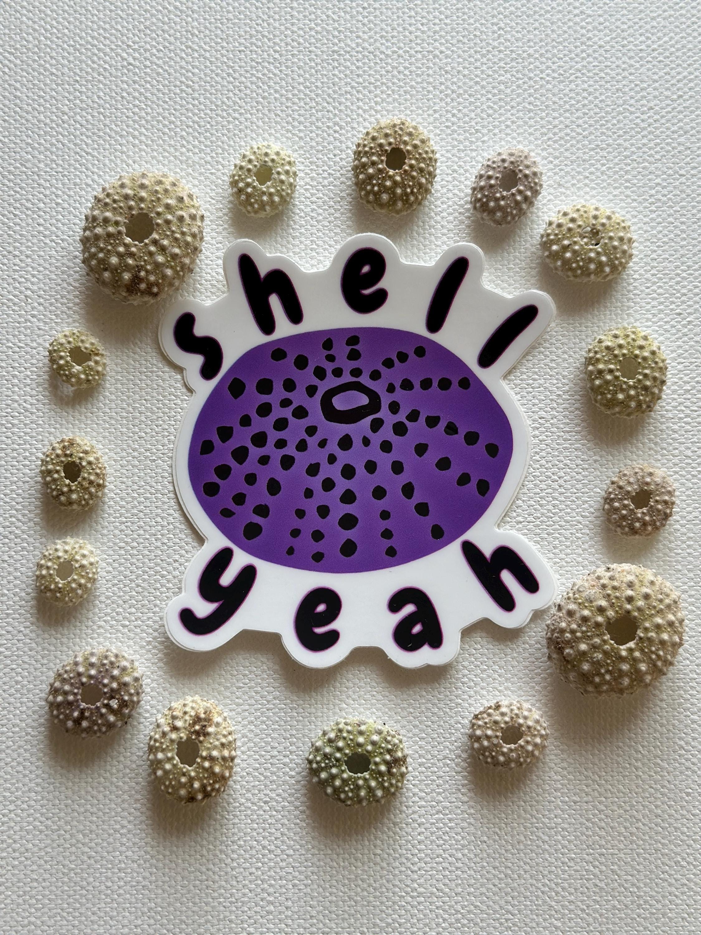 Hawaiian Shell Stickers- Hebrew, Sunrise Shell, Triton, Seaglass ...