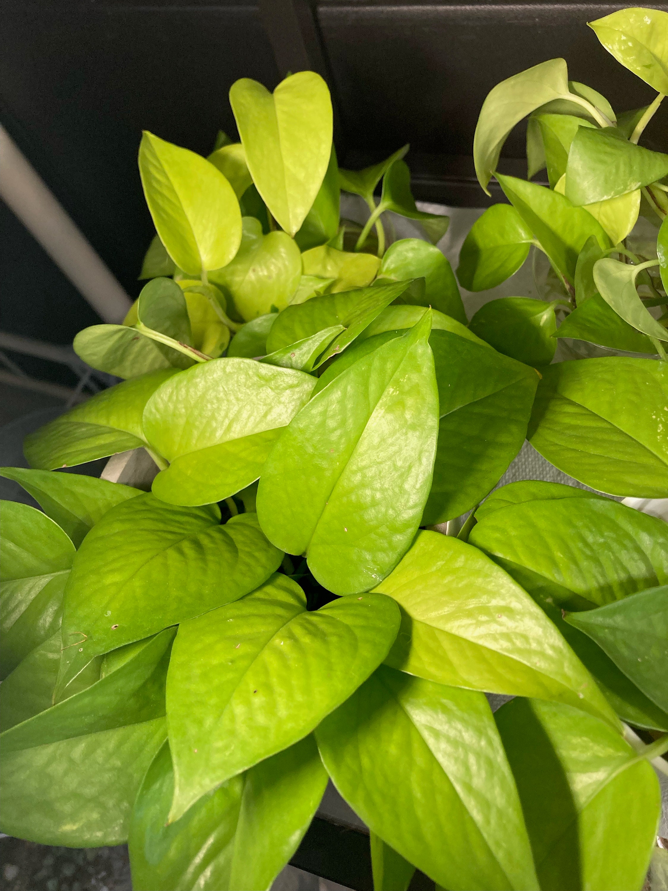 Common Pothos Cutting Bundle - Etsy
