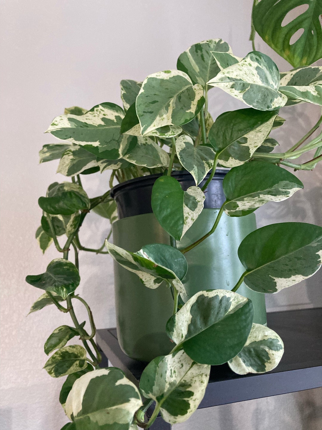 Common Pothos Cutting Bundle - Etsy