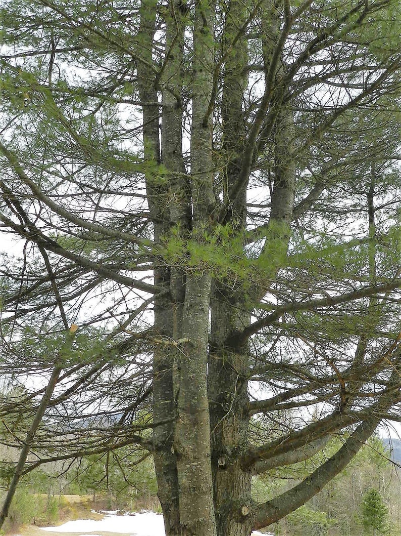 AIGUILLES DE PIN BLANC BIOLOGIQUES FRAÎCHES / Récoltées à - Etsy France