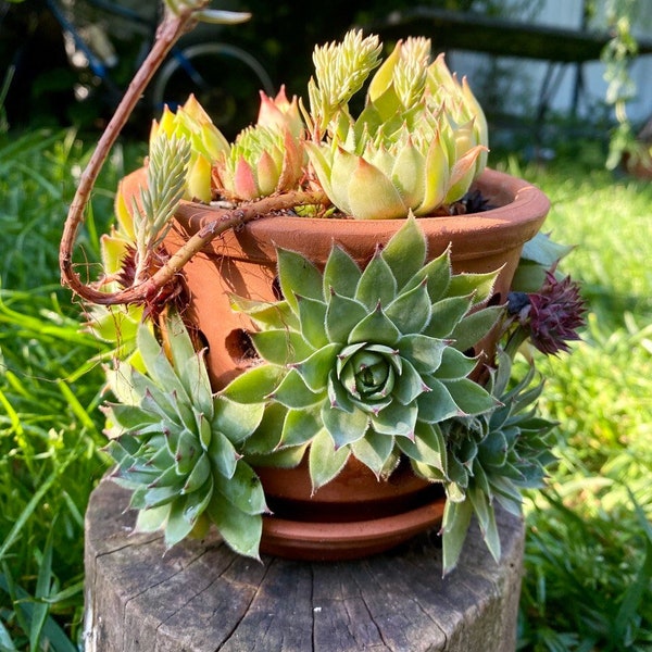 Rustic Flower Pots - Etsy