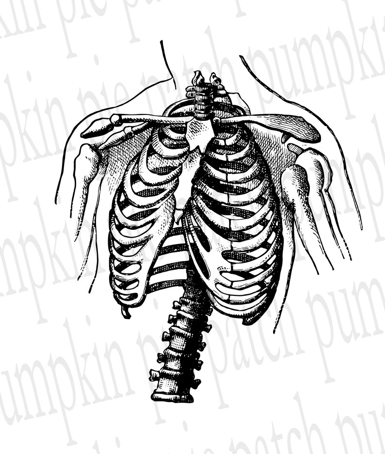 Vintage Illustration of Human Chest, Antique Clipart, Instant Download ...