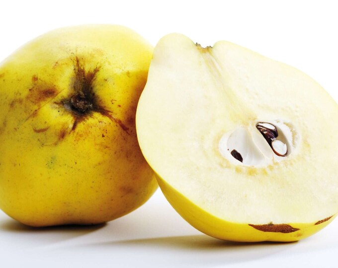 European Quince Seeds - Etsy