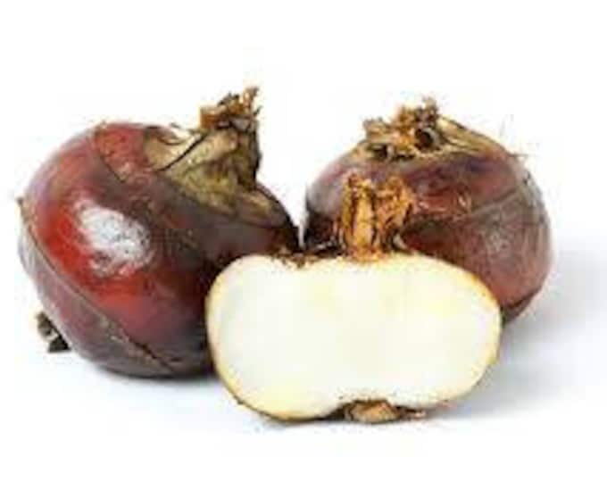 CHINESE WATER CHESTNUTS 16 Bulbs eleocharis Dulcis, Sweet, Edible - Etsy
