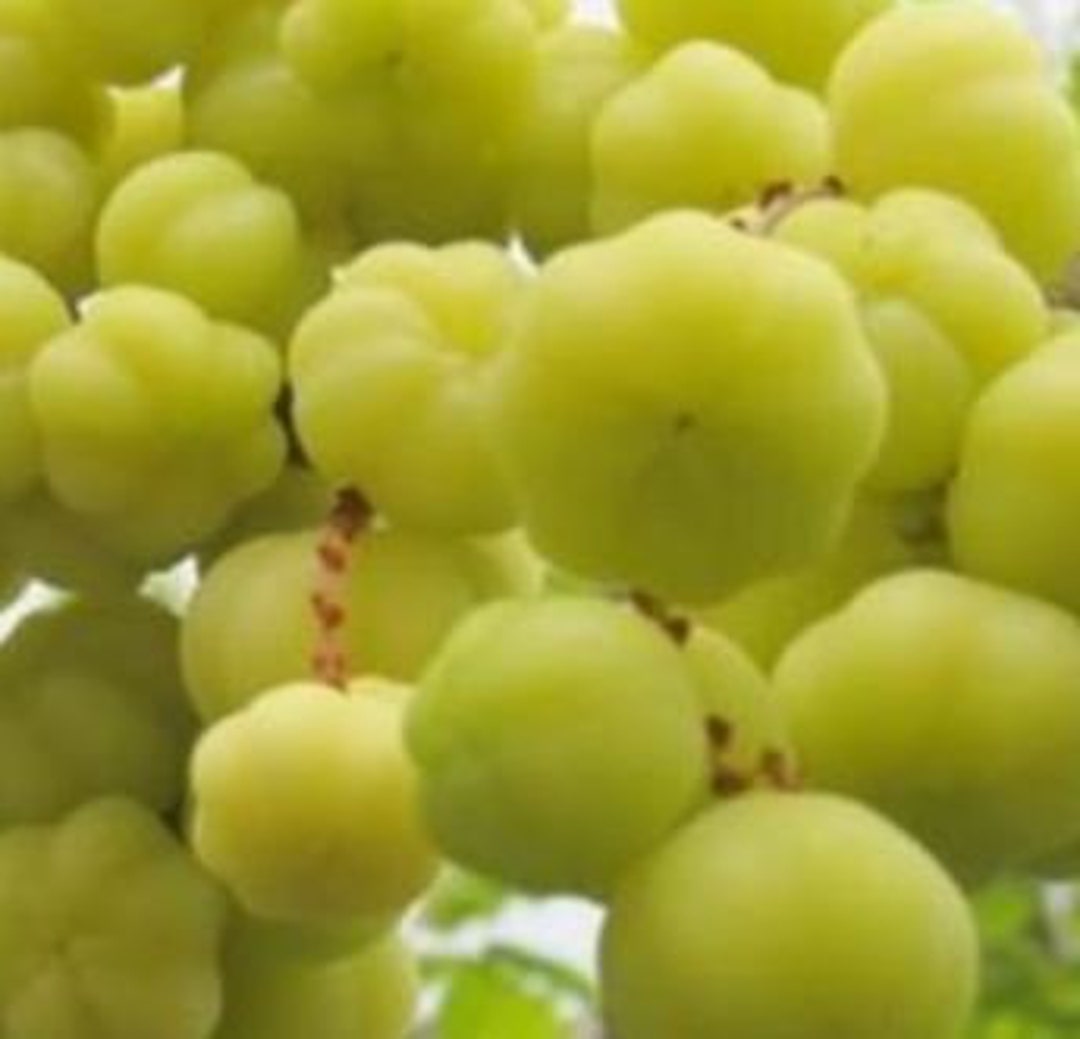 Fresh Star Gooseberry Fruits- 1 Pound.- Standard Shipping Included. - Etsy
