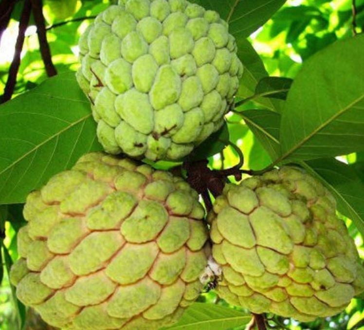 Fresh Sugar Apple- 2-3 Fruits.-standard Shipping Included. - Etsy