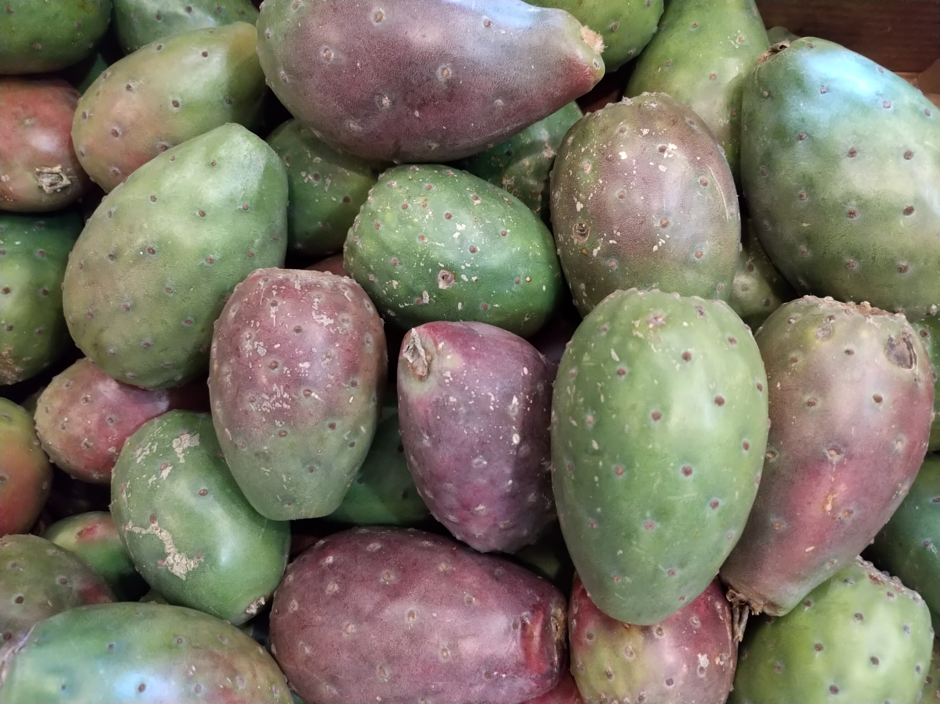 Home & Living Plants 10 pieces Cactus Pear Fresh Cactus Pear Prickly ...
