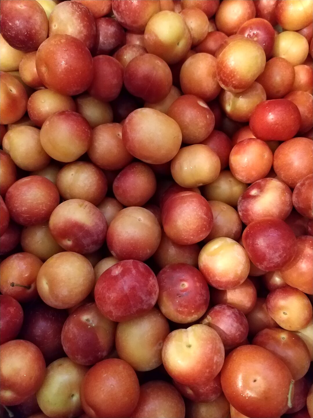 Fresh Plum -2.5 LBS- Standard Shipping Included - Etsy