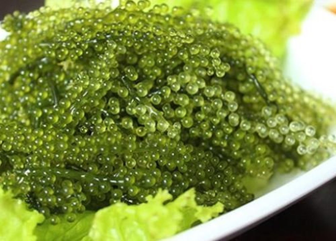 Buy Sea Grapes King Umibudo Dehydrated Lato Seaweed Green Caviar Superfood the Pearl of the Sea 10 Packs standard Shipping Included. Online in India Etsy