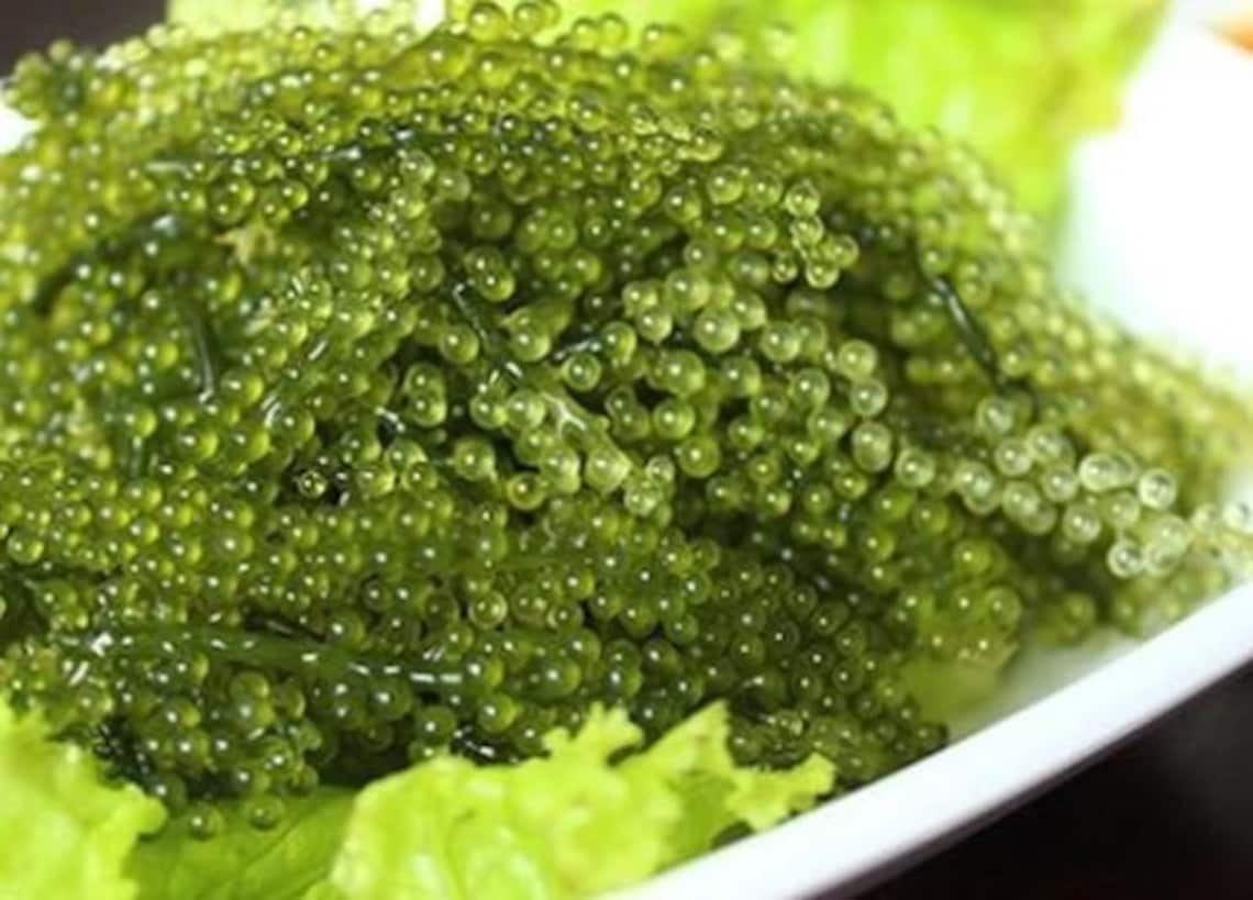 Sea Grapes, King Umibudo, Dehydrated Lato Seaweed, Green Caviar ...