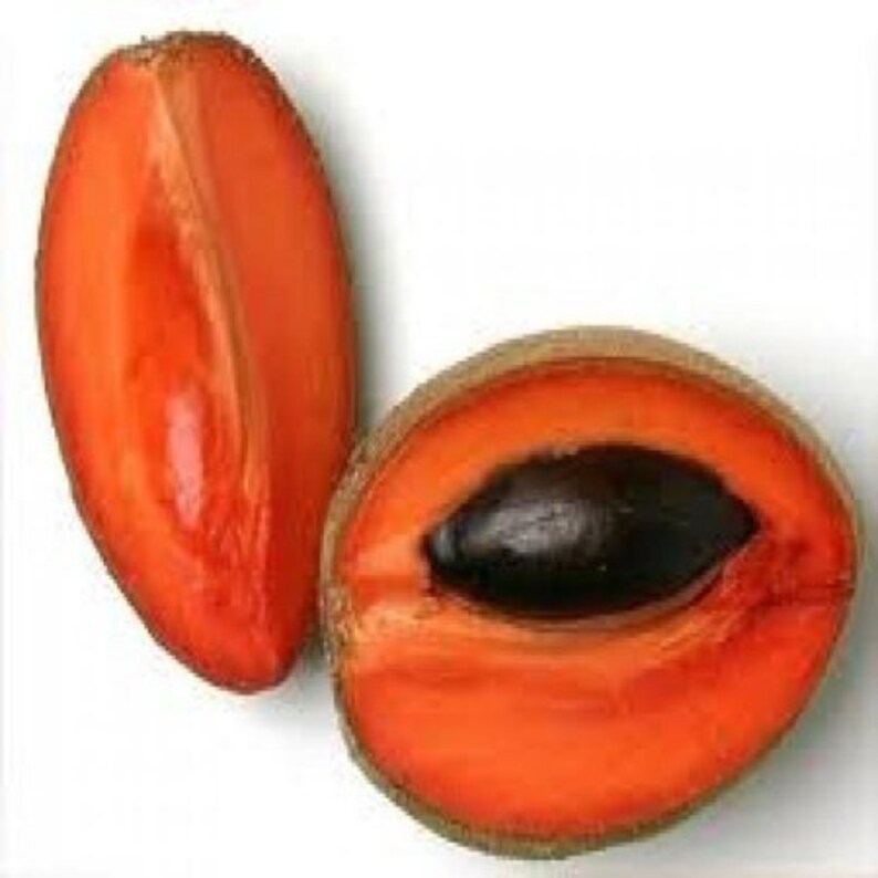 Fresh Mamey Sapote (set of 2)-5 Lbs. - Etsy