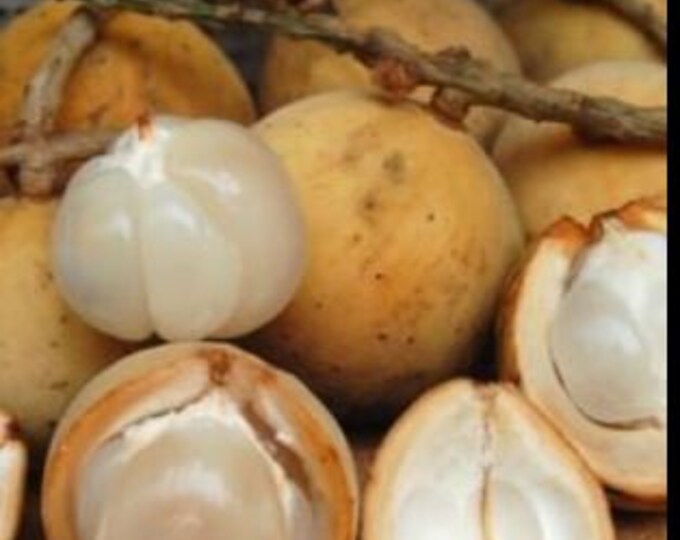 Langsat Lansium Parasiticum Domesticum Lanzones Duku Tropical Fruit ...