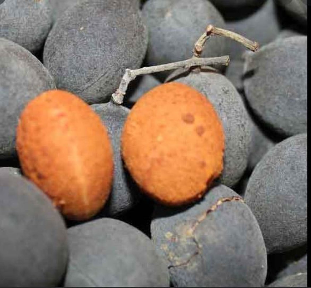 Fresh Black Velvet Tamarind (awin, Icheku and Tsamiyar Kurm)- 1 Pound ...