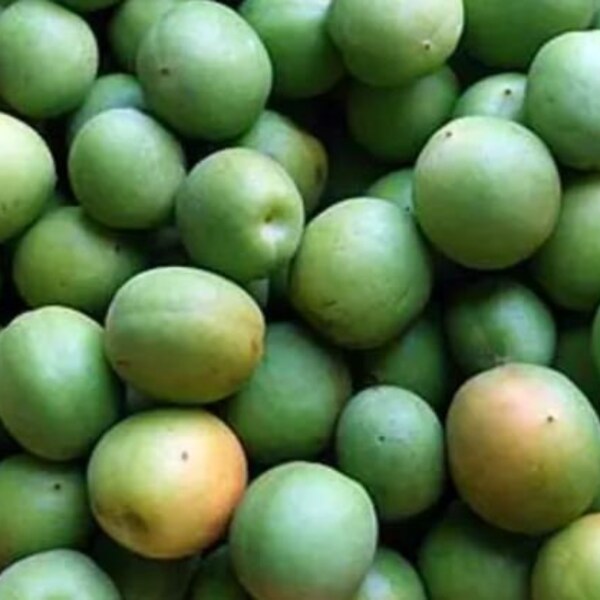 Japanese Ume Plum Tree - Etsy