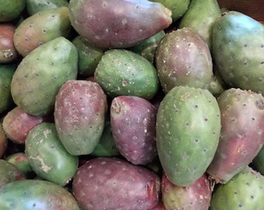 Fresh Green / Red Purple Prickly Pear Cactus - Tuna Cactus-20 Counts ...