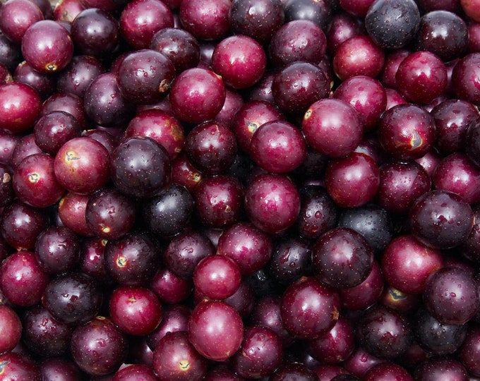 RARE Giant Green Tame Muscadine Grapes very Swee 2 ,10 or 30 SEEDS ...