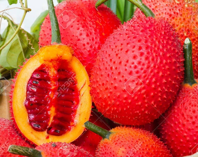2 Hat Giong Trai Gac GAC FRUIT Gac Melon Vine Momordica Cochinchinensis ...