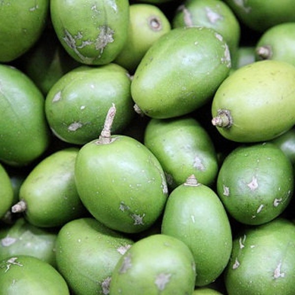 June Plum Tree - Etsy