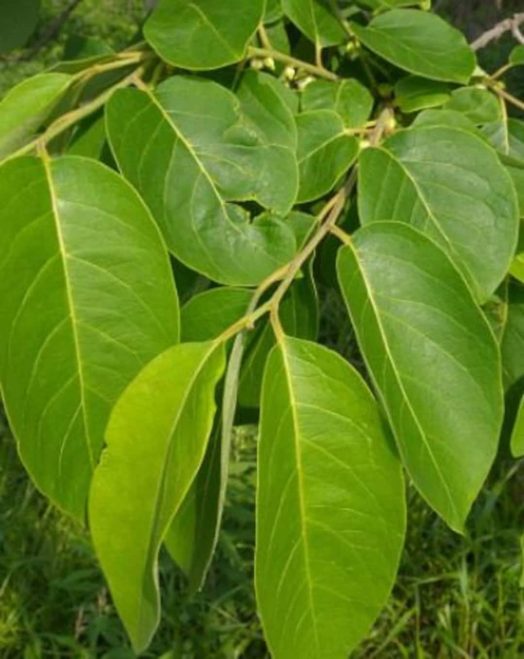 Fresh Organic Persimmon Leaf for Tea 50 Counts. - Etsy UK