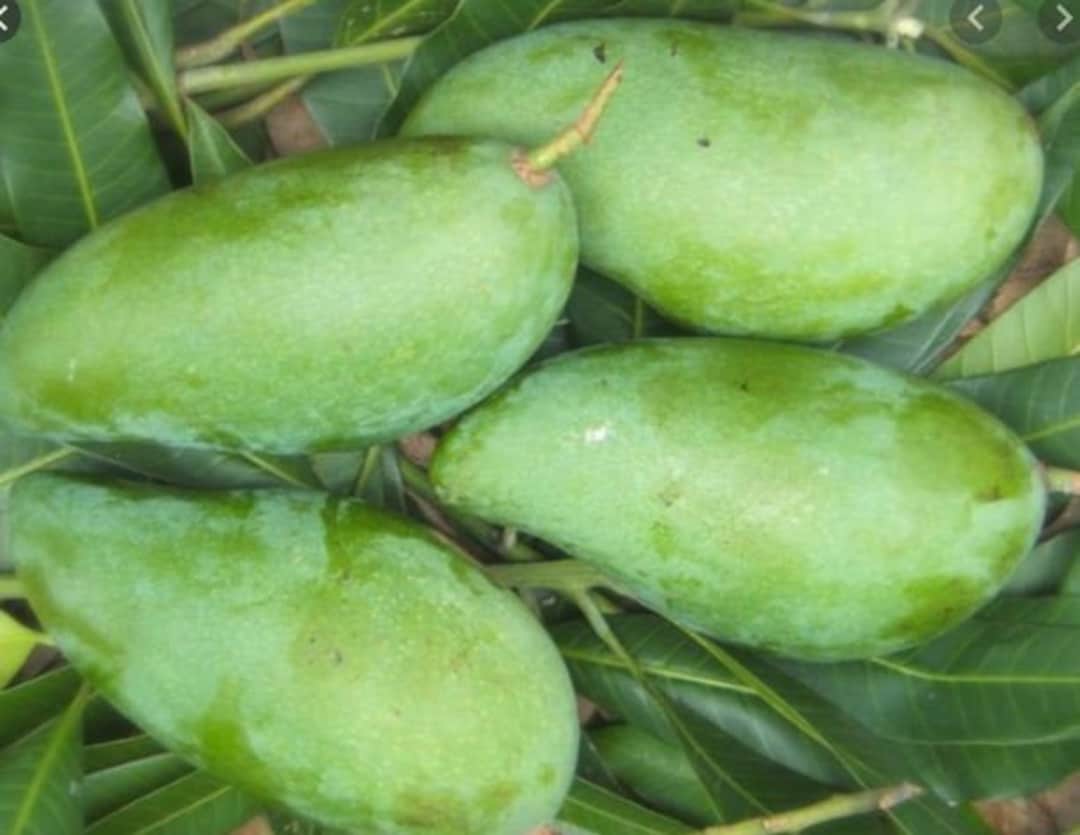 Fresh Sour Green Elephant Mangoes-3 Counts-big Size-standard Shipping ...