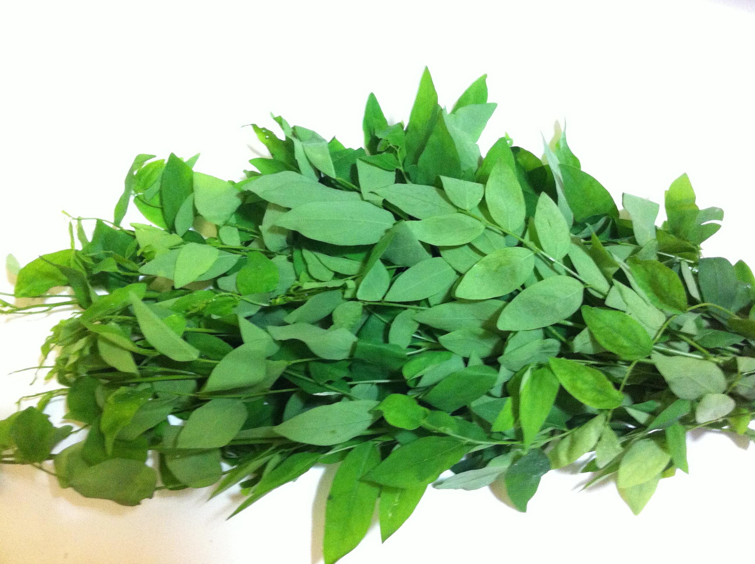 Fresh Sweet Leaf Sauropus Androgynus Also Ka Katuk 1 - Etsy