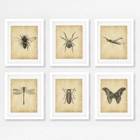 Entomology Print - Etsy