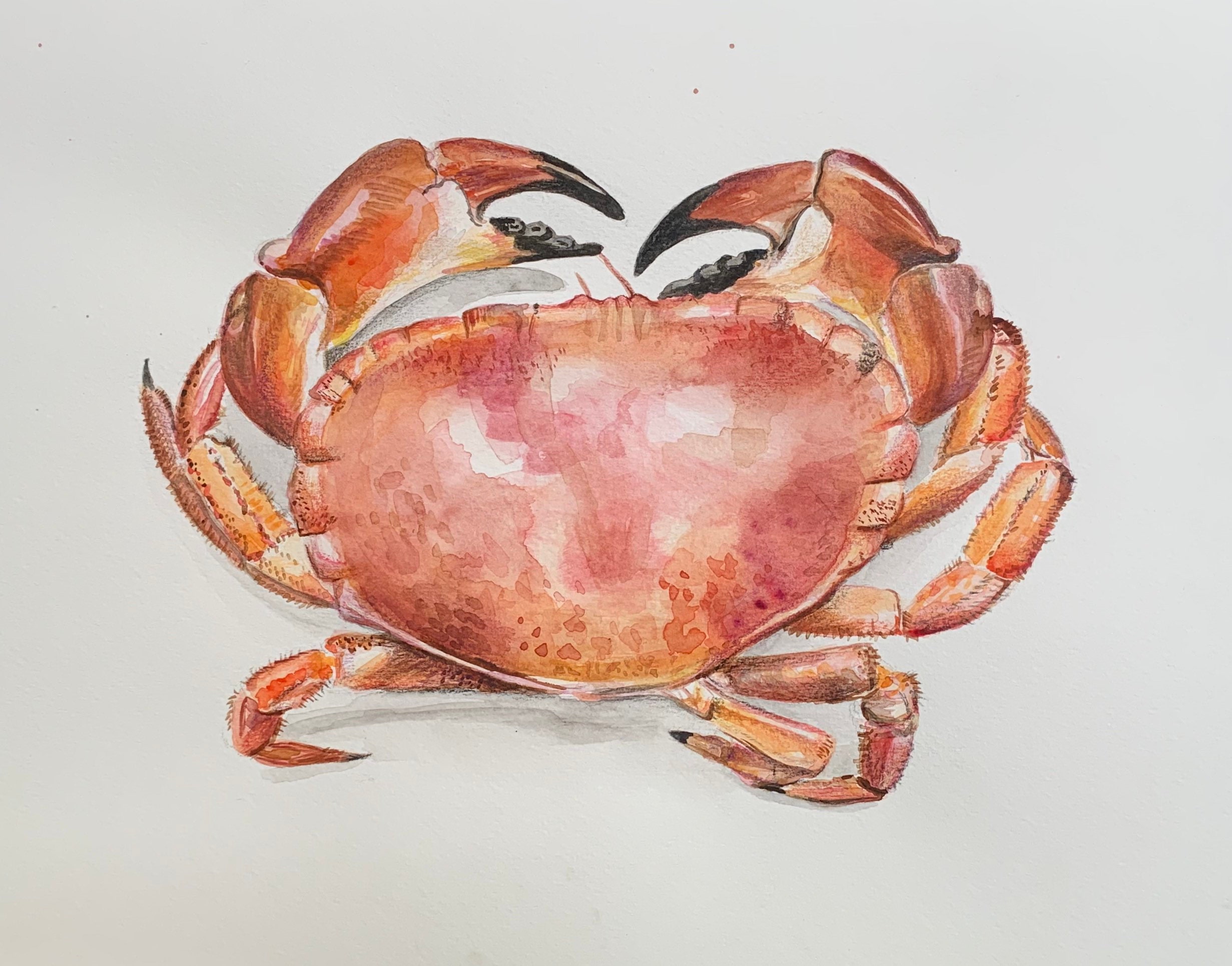 ORIGINAL Crab Watercolour Painting, Coastal Wall Art, Seaside Home ...